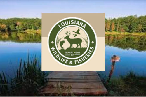 Bodcau WMA hosts squirrel season for youth | Webster Parish Journal