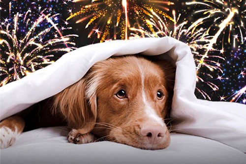 Care for your pets during fireworks | Webster Parish Journal
