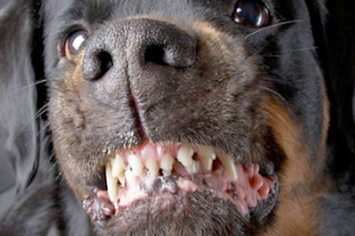 Parish helps city add teeth to vicious animal control authority ...