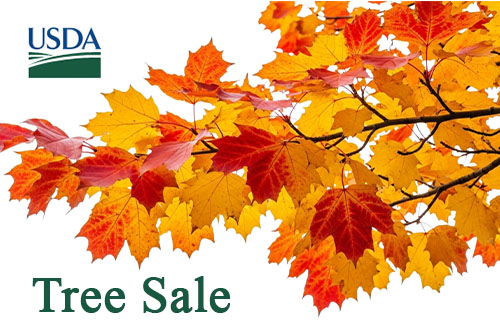 USDA Tree Sale casts shade on the yard | Webster Parish Journal